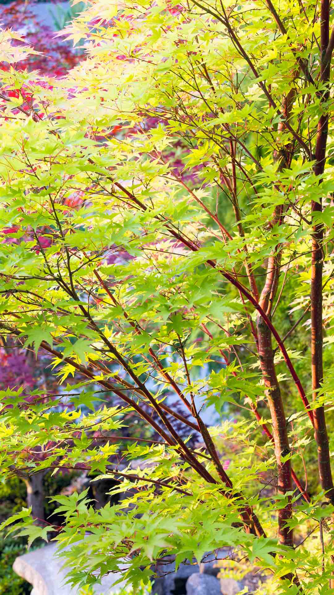 Coral Bark Maples: The Winter Garden Accent You Need | McDonald Garden ...