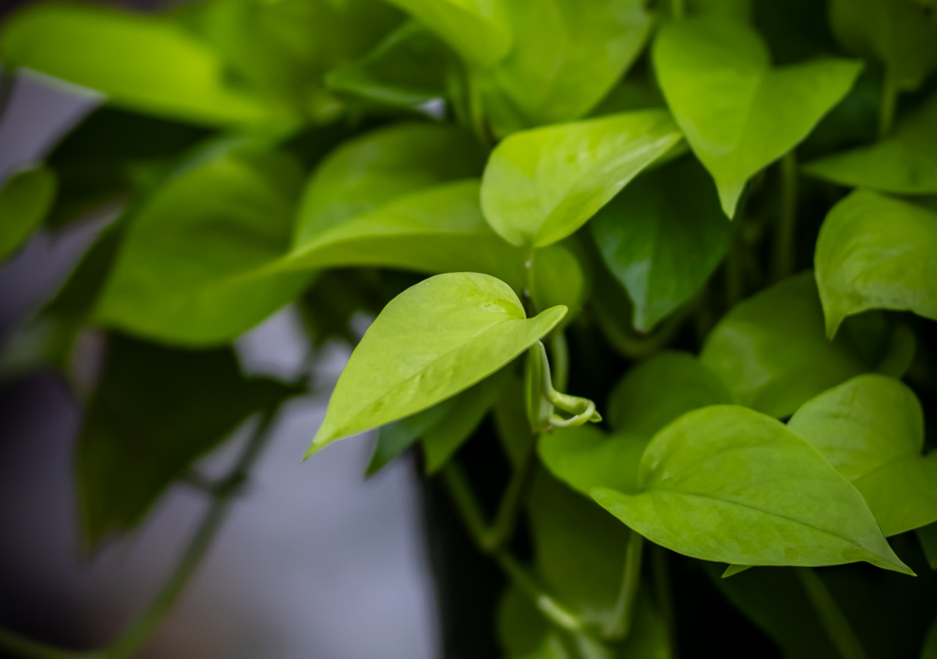 Pothos 101: The Easiest Houseplant You’ll Ever Grow | McDonald Garden ...
