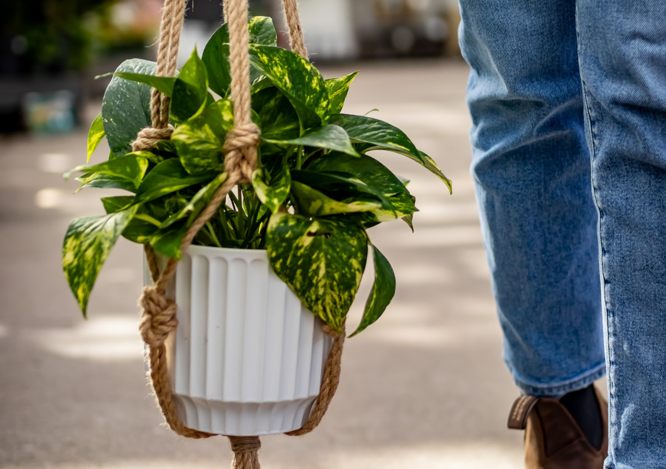 Pothos 101: The Easiest Houseplant You’ll Ever Grow | McDonald Garden ...