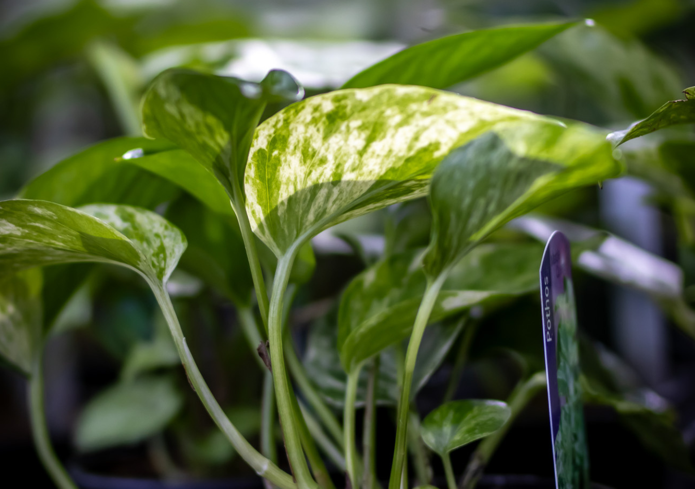 Pothos 101: The Easiest Houseplant You’ll Ever Grow | McDonald Garden ...