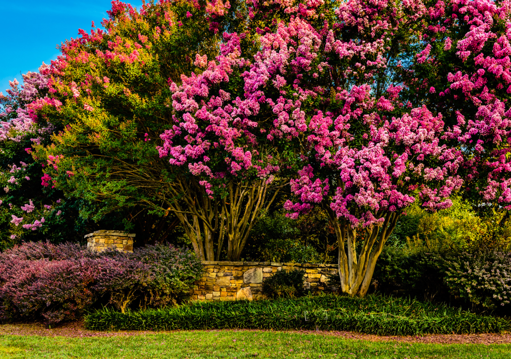 When and How to Prune Crepe Myrtles for Maximum Blooms | McDonald ...
