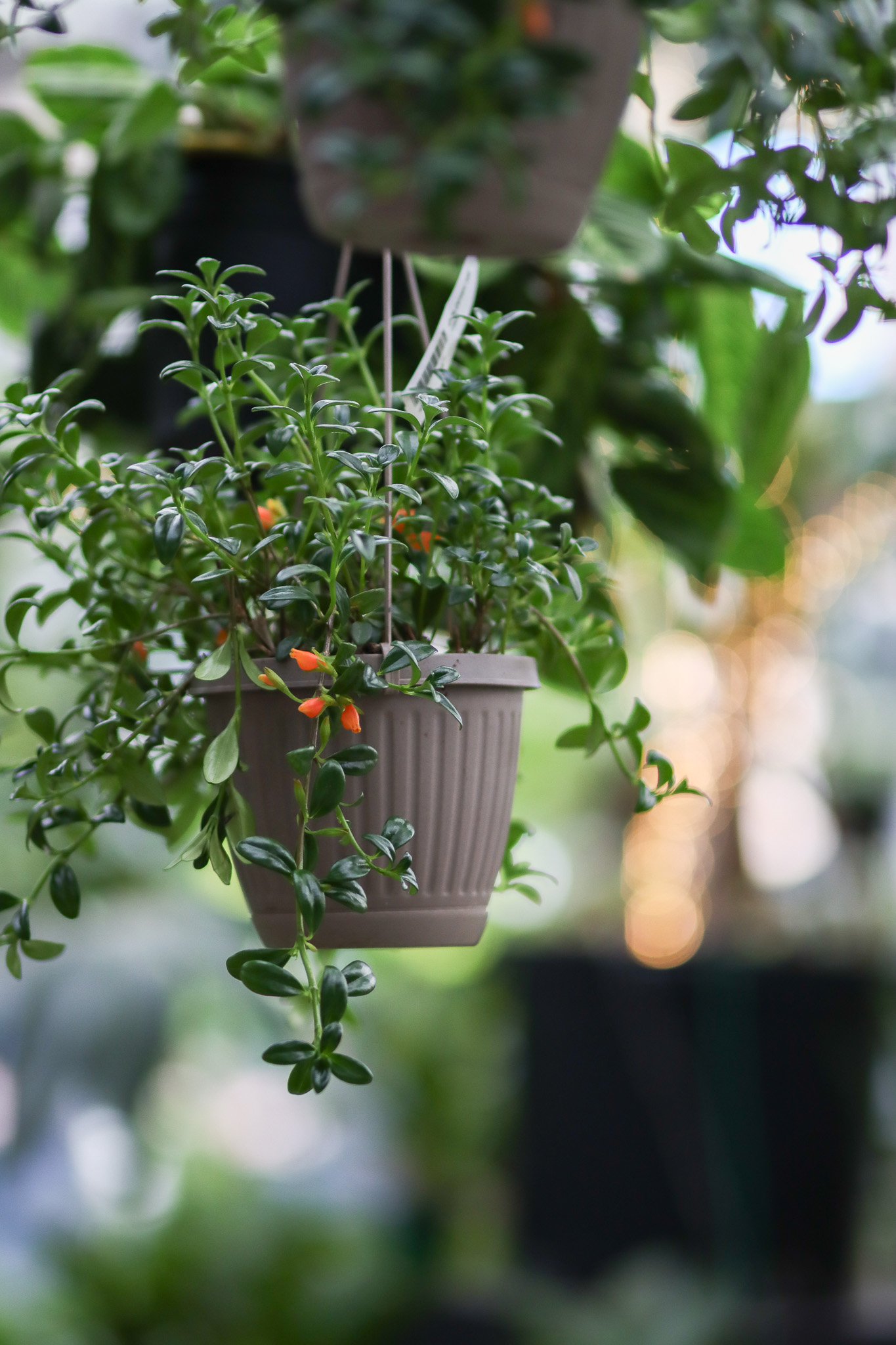 The Best Houseplants for Every Lighting Situation | McDonald Garden Center