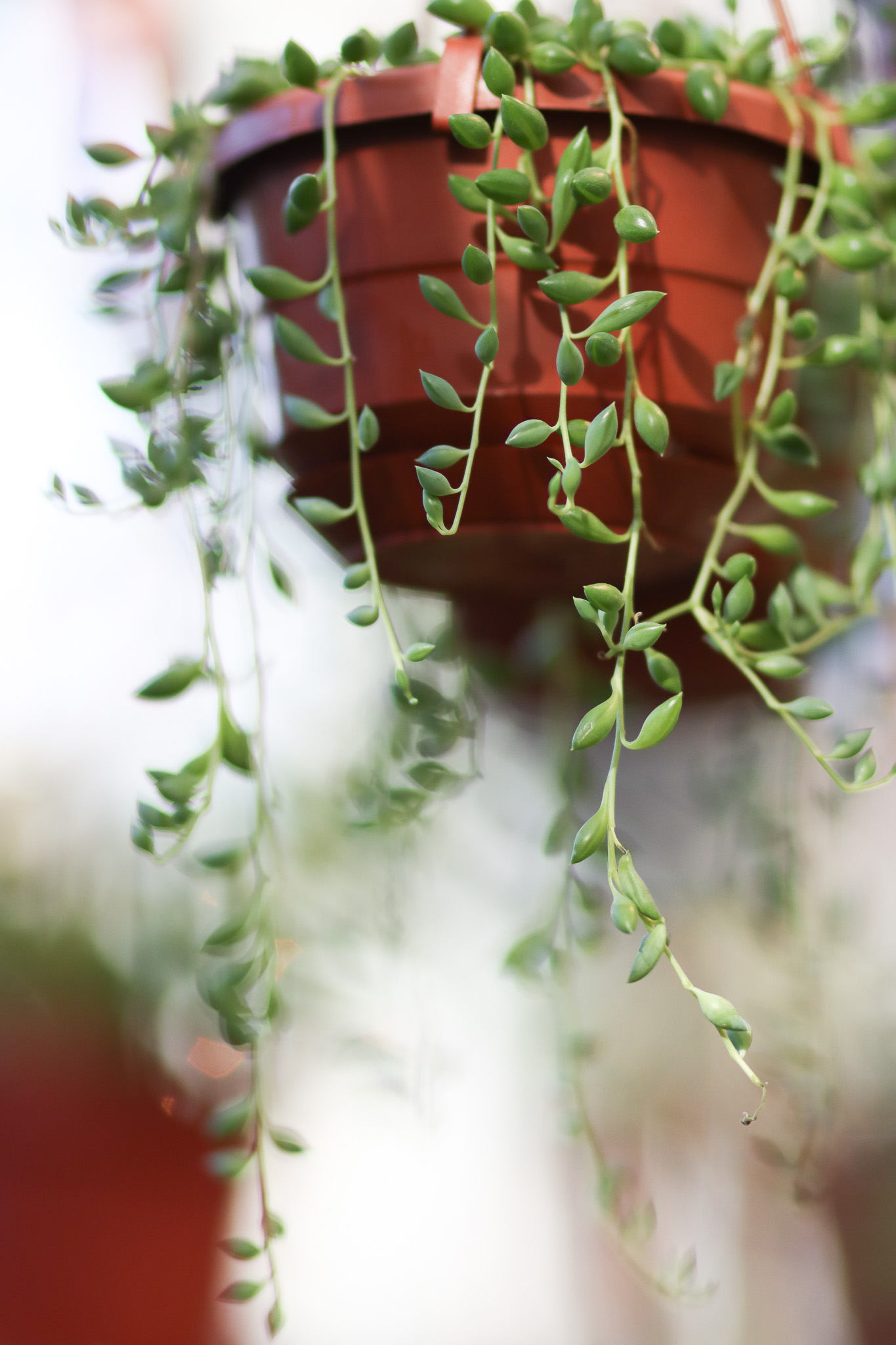 The Best Houseplants for Every Lighting Situation | McDonald Garden Center