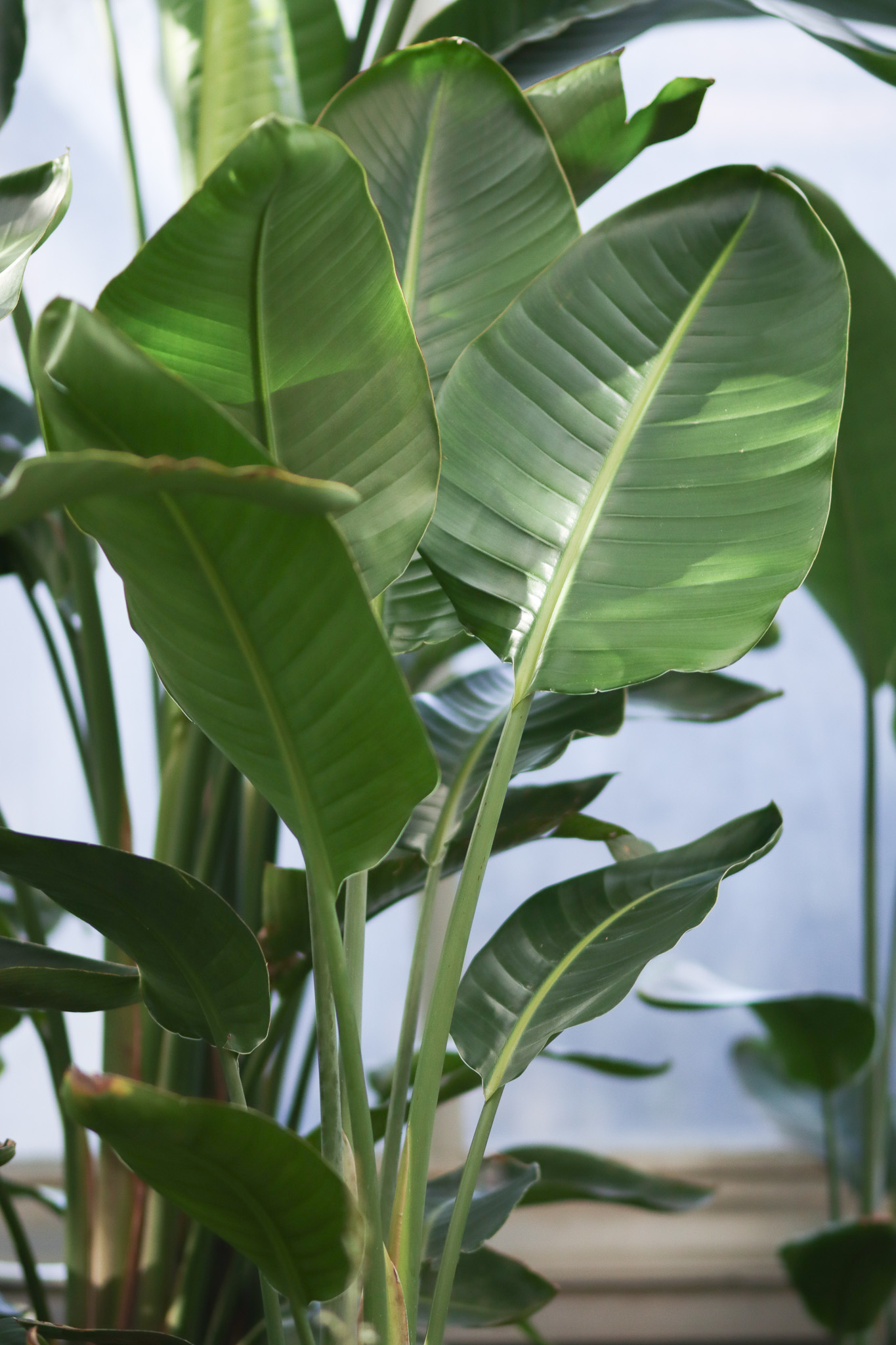 The Best Houseplants for Every Lighting Situation | McDonald Garden Center