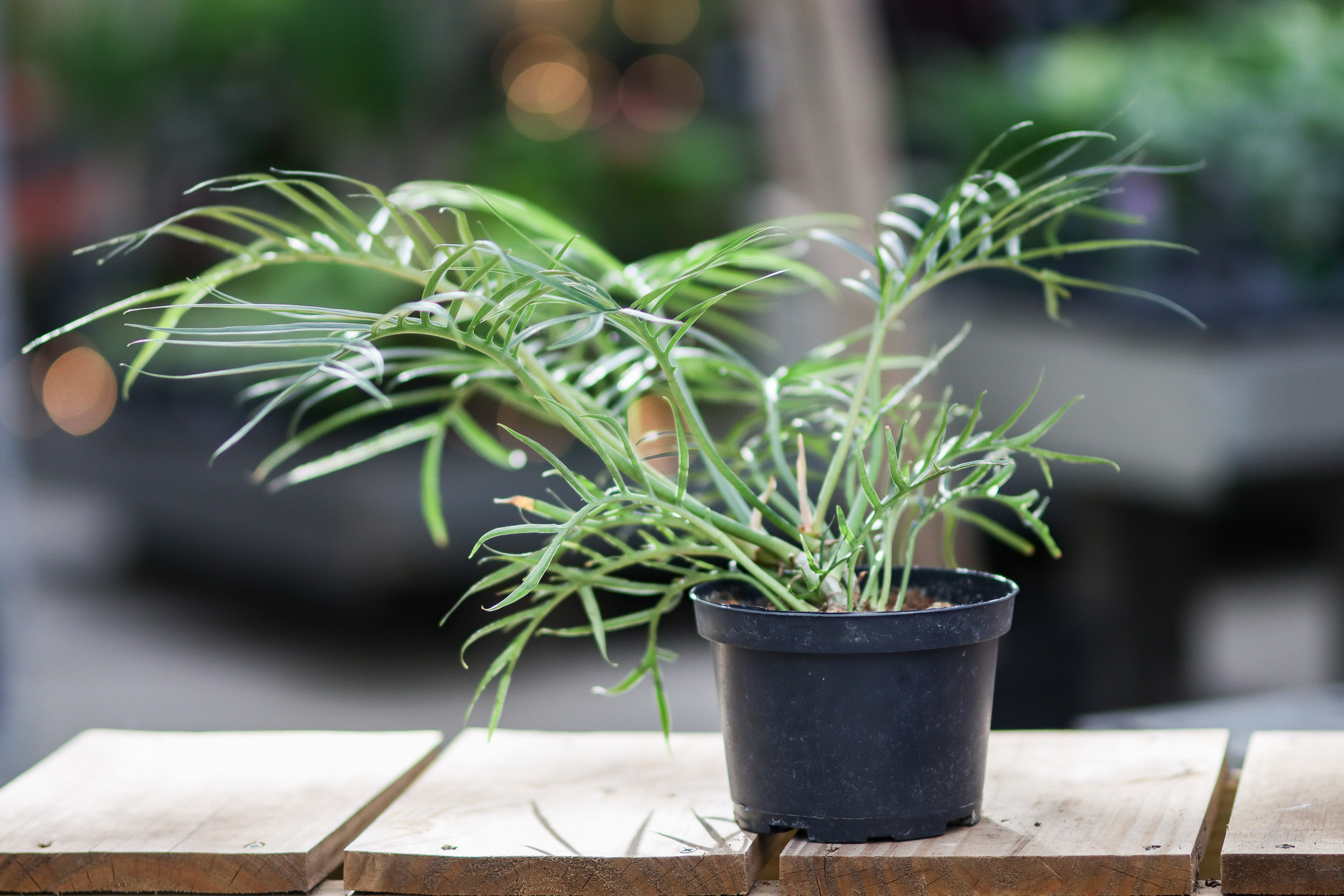 The Best Houseplants for Every Lighting Situation | McDonald Garden Center