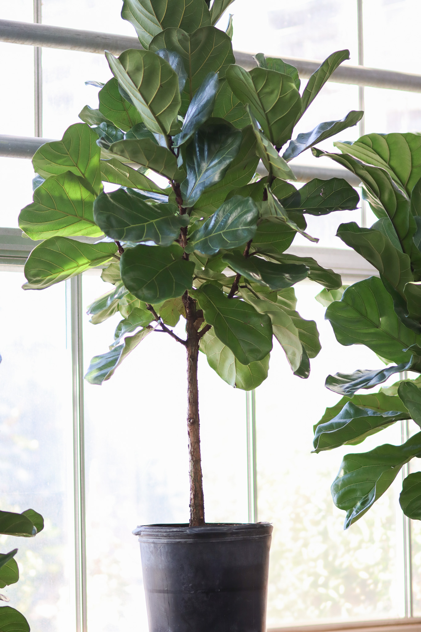 The Best Houseplants for Every Lighting Situation | McDonald Garden Center