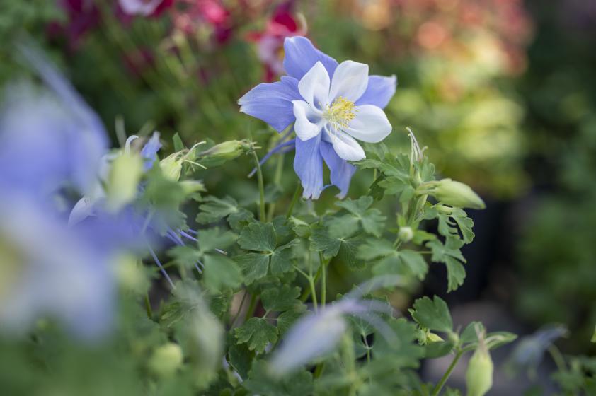 Perennials | McDonald Garden Center