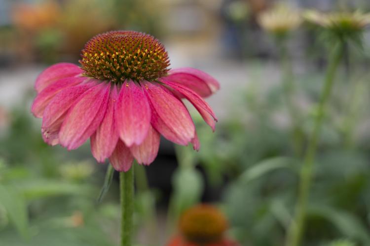 Plants | McDonald Garden Center