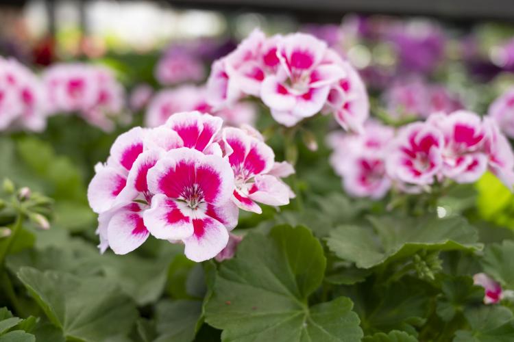 Plants | McDonald Garden Center