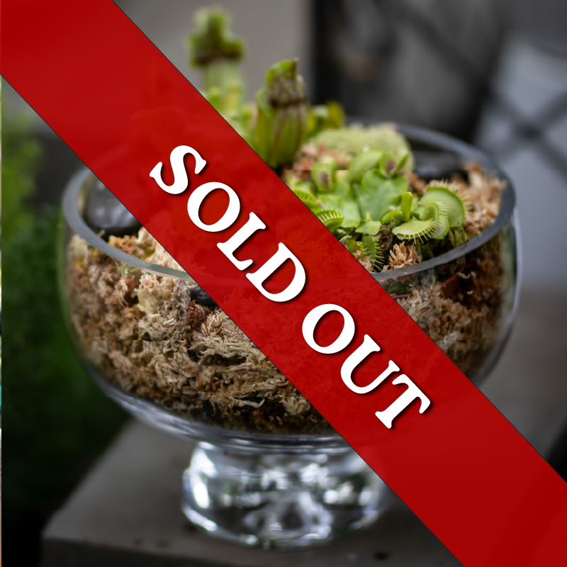 Build Your Own Carnivorous Bog Garden Workshop | McDonald Garden Center